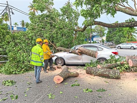 Miraculous Escape Couple Survives Tree Collapse By Inches
