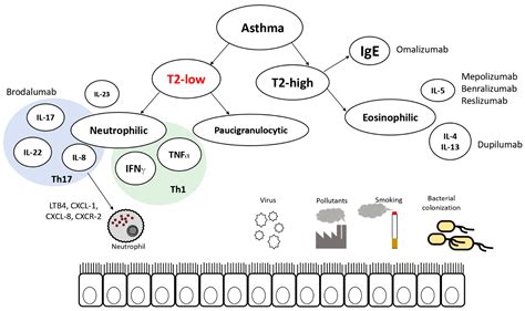 T2 Low Asthma A Discussed But Still Orphan Disease