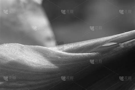 美丽抽象的背景花叶纹理