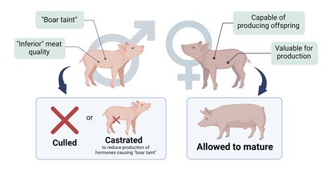 Predetermination Of Sex In Production Animals Through The Use Of Sperm