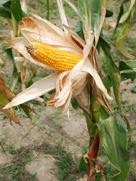 Maize Corn Zea Mays World Crops Database Cereals