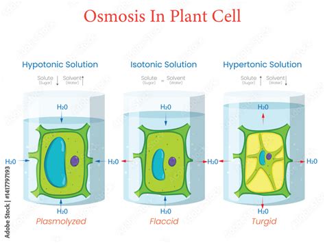 Plant Cell Osmosis Diagram Showing Hypotonic Isotonic And Hypertonic Solutions Effects Stock