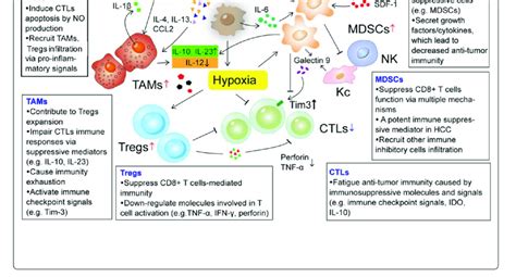 The Landscape Of An Immunosuppressive Tumor Microenvironment Download Scientific Diagram