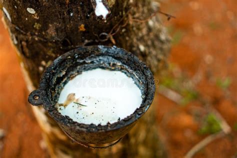 Latex Extracted From Tapped Rubber Tree As A Source Of Natural Rubber Latex Raw Material Hevea