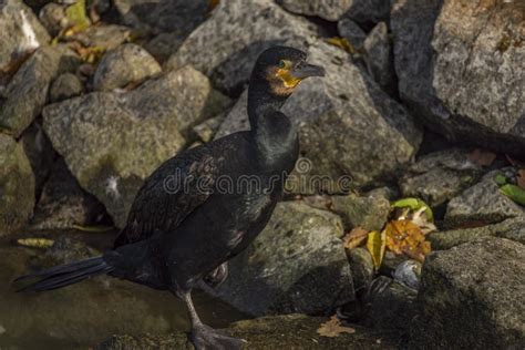 Black Bird Head With Long Beak In Sunny Autumn Evening Stock Photo Image Of Wildlife Natural