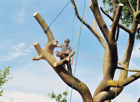 How Much Does Tree Removal Cost In VIC Guide