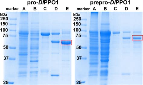 Dimocarpus longan 多酚氧化酶的生化表征有助于了解其催化效率 Scientific Reports X MOL