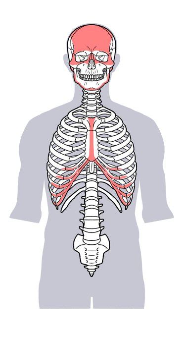 「bone Looking At Viewer」 Illustration Images Popular