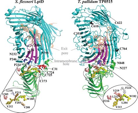 Treponema Pallidum Structure Pdb 1toa Structure Summary ‹ Protein