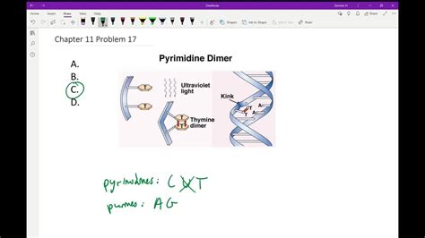 Solvedthe Formation Of Pyrimidine Dimers Results From Which Of The