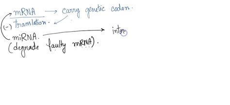 Solved Mirna Triggered Silencing As Part Of The Regulation Of Gene Expression In Living Cells