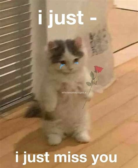 Missing You Memes Just Missing You I Just Miss You Love You Cute Cute Cat Memes Funny Cute