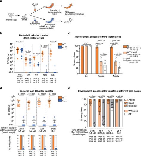 Decolonisation Dynamics And Developmental Analysis Of Germ Free Larvae