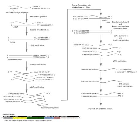 Schematic Workflow Of Diva Seq With Two Rounds Of Amplification While