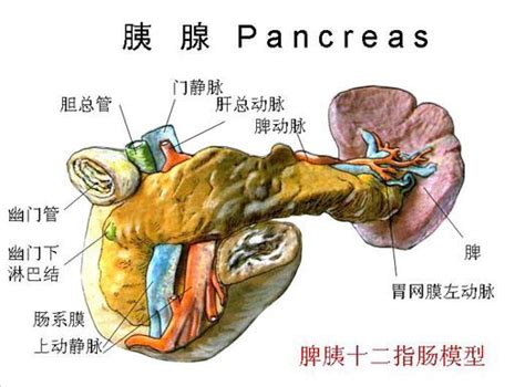 胰腺脾脏位置图片 胰腺炎的症状及治疗 伤感说说吧