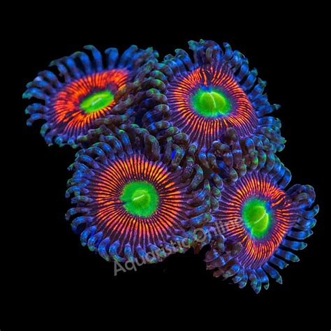 Zoanthid Everlasting Gobstopper Aquaristic Online