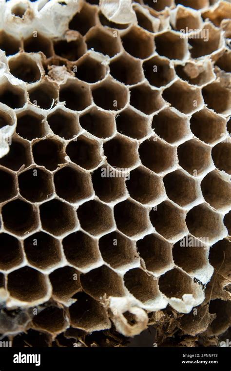 Close Up Of A Honeycomb Structure Showcasing Intricate Hexagonal Cells Emphasizing Its Natural