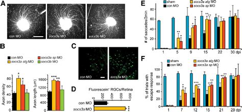 Figure 4 From Jakstat Signaling Stimulates Zebrafish Optic Nerve