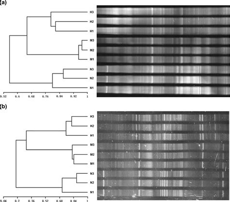 Dgge Analysis Of 16s A And Phod B Amplicons To Assess The Bacterial