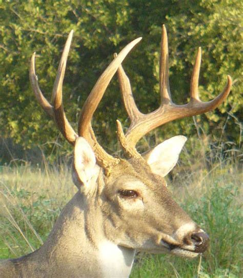 Whitetail Deer 11 Point Buck 2006