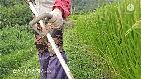 예초기로 논뚝 제초작업 하는 모습입니다 Youtube