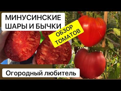 ОБЗОР ТОМАТОВ: ШАРЫ И БЫЧКИ МИНУСИНСКИЕ с дегустацией // ВЫСЫЛАЮ СЕМЕНА ...