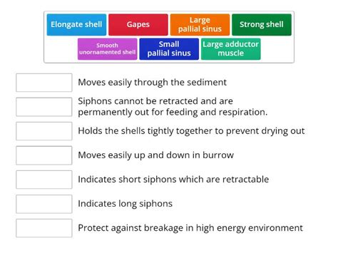 Bivalve Morphology And Function Une Las Parejas