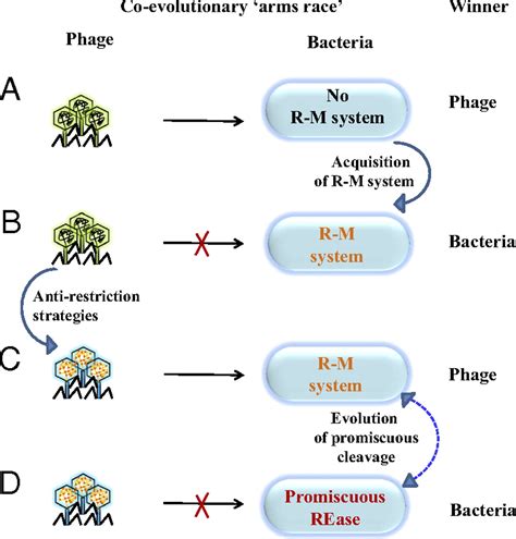 Restriction Enzymes In Bacteria