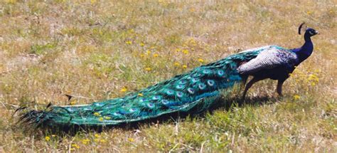 Starshine Ranch Peacocks