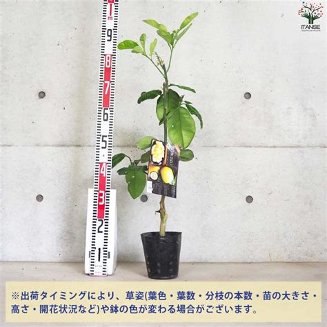 柑橘の苗 ザボン 晩白柚 バンペイユ 果樹の苗木 15cmポット 1年生 接木苗1個売り shopooo by GMO 通販