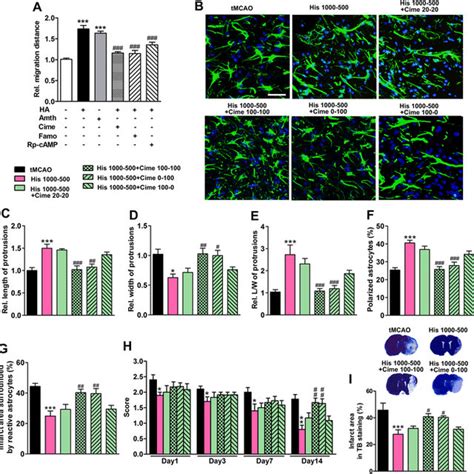 Histamine Promotes Astrocyte Migration In Wound Healing Assay And