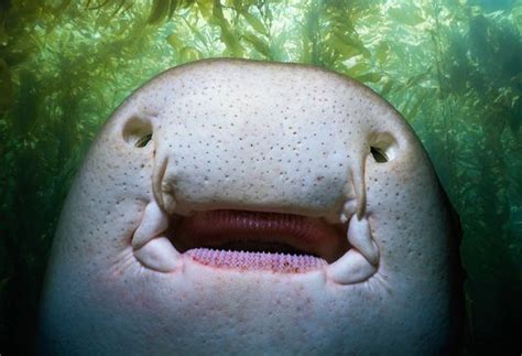 Spiracles Aid In Breathing On Fish Whales And Insects