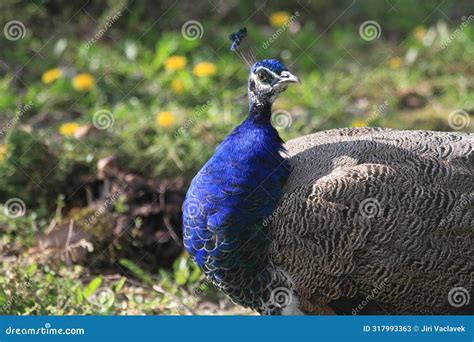 Nice Big Peacock Stock Image Image Of Wildlife Plumage 317993363