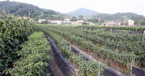 옹진군 농작물 병해충 적기 방제는 안정농사 길잡이