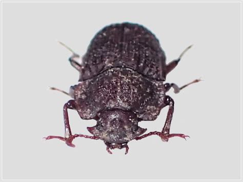 カブトゴミムシダマシ 虫つれづれ対馬v2