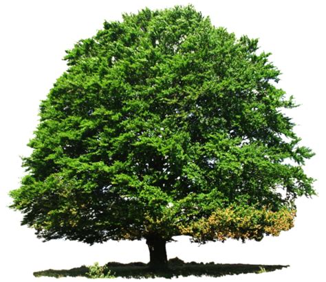 Arvore Png