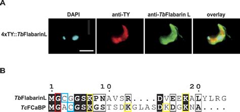 In Situ N Terminal Tagging Results In Mislocalization Of Tbflabarinl To