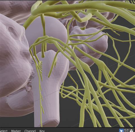 💀 3d Cranial Nerves And Facial Skull Model・ Stl File For 3d Printing・cults