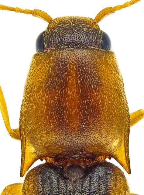 Conoderus Conoderus Bugguide Net