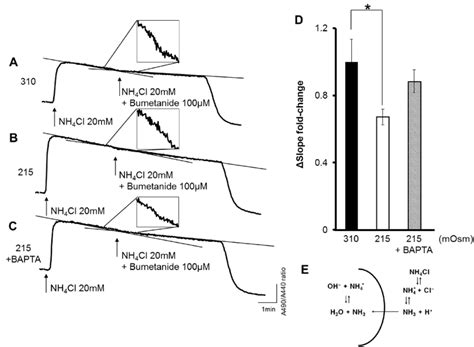 Down Regulation Of Nkcc Activity Is Induced By Hypotonic Stress In A