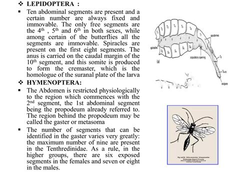 Insect Abdomen It S Segmentation And Appendages Structure Function And