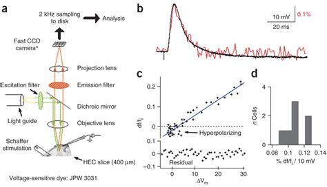 Vsd Setup Validation And Calibration Of Whole Cell Current Clamp
