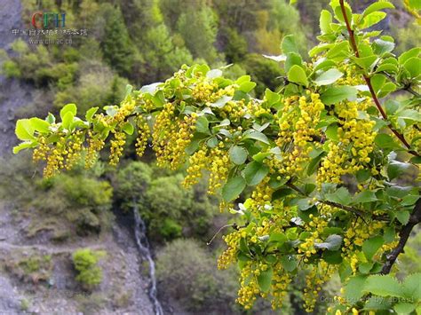 卷叶小檗图册360百科