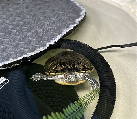 The New Classical Fm Pet Of The Week Fred The New Classical Fm