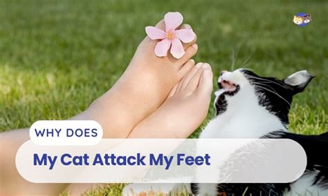 Why Does My Cat Attack My Feet 5 Reasons