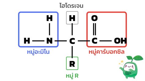 คลายความสงสัย กรดอะมิโนคืออะไร บารมีพิรุณ Plant Factory