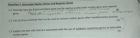 Solved 1 1 Describe How The β Glucuronidase Gene Can Be Used