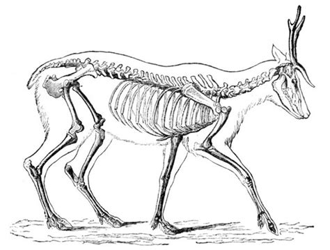 White Tailed Deer Anatomy Deer Anatomy Etsy