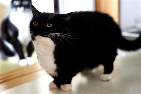 uni the cat rule r 196