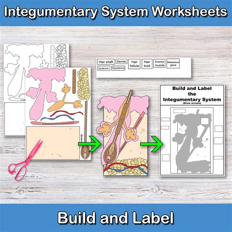 Integumentary System No Labels The Integumentary System Anatomy